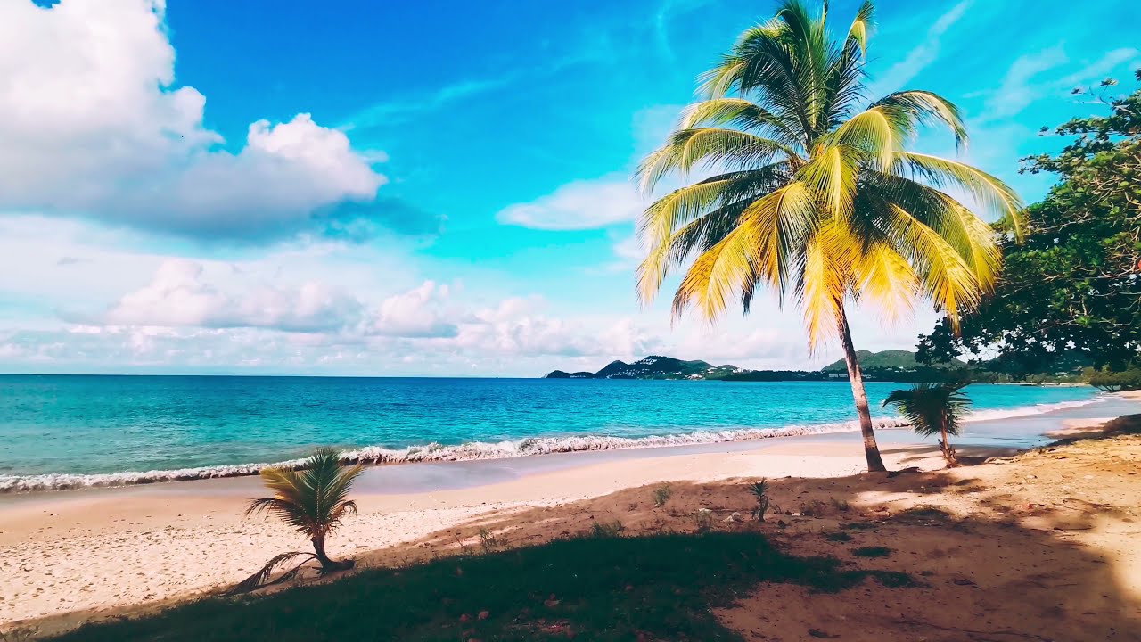 4K Ultra HD Relaxing Palm Trees on Tropical Beach