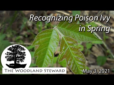 Recognizing Young Poison Ivy – May 3, 2021