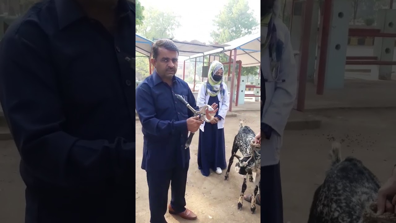 Castration of Goat with Burdizo forcep
