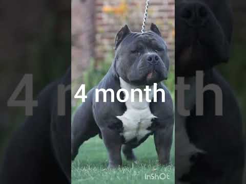 1 month and 1 Year American bully days