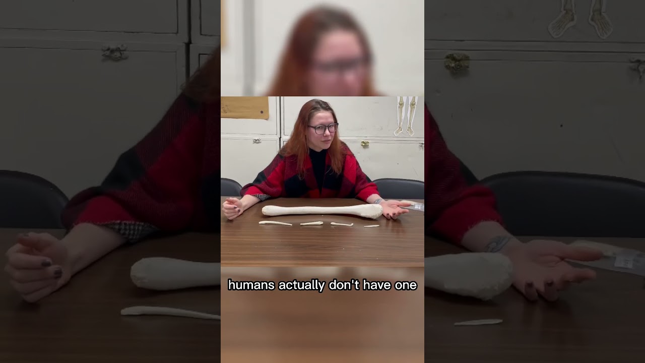 Baculum Fun Facts Pt. 2
