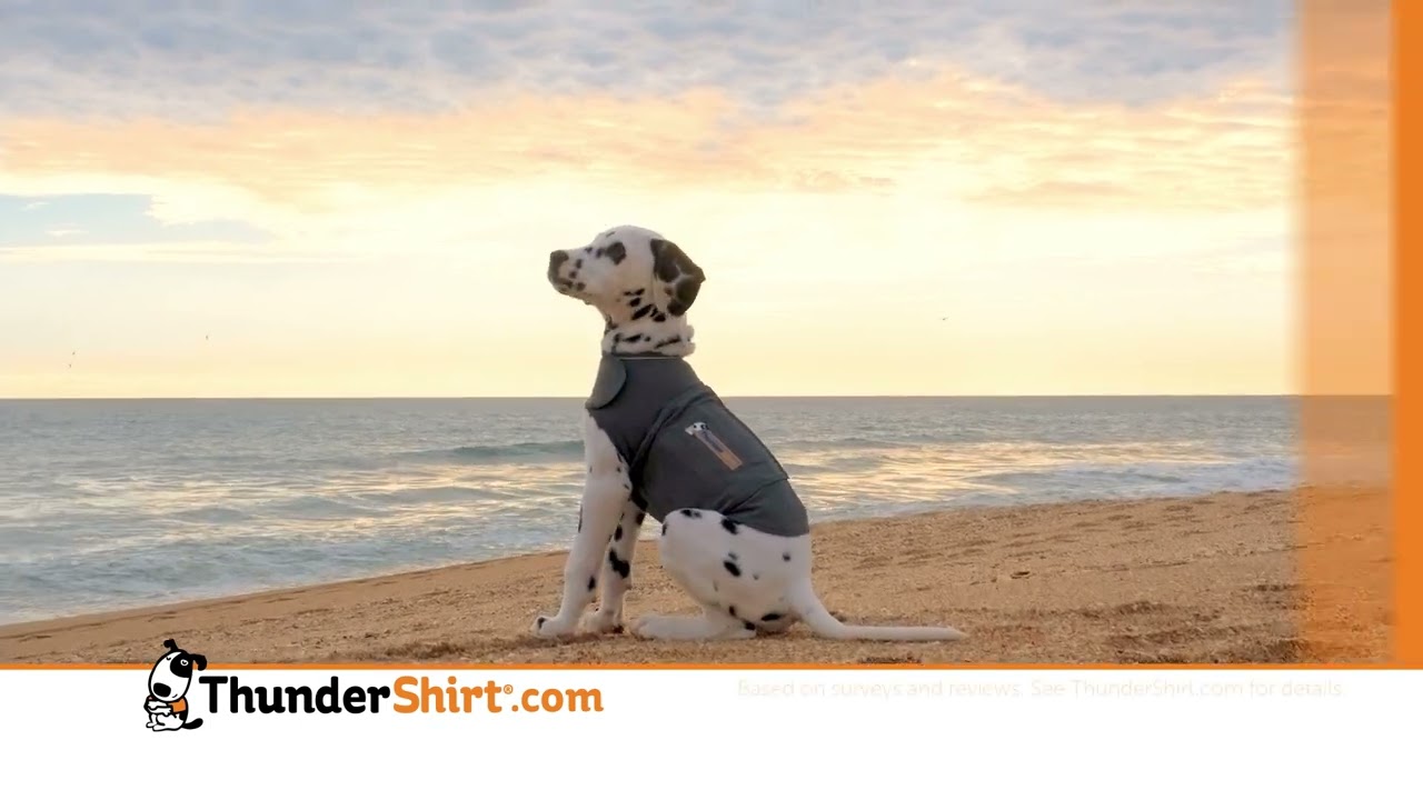 ThunderShirt® Commercial 2024 (30s)