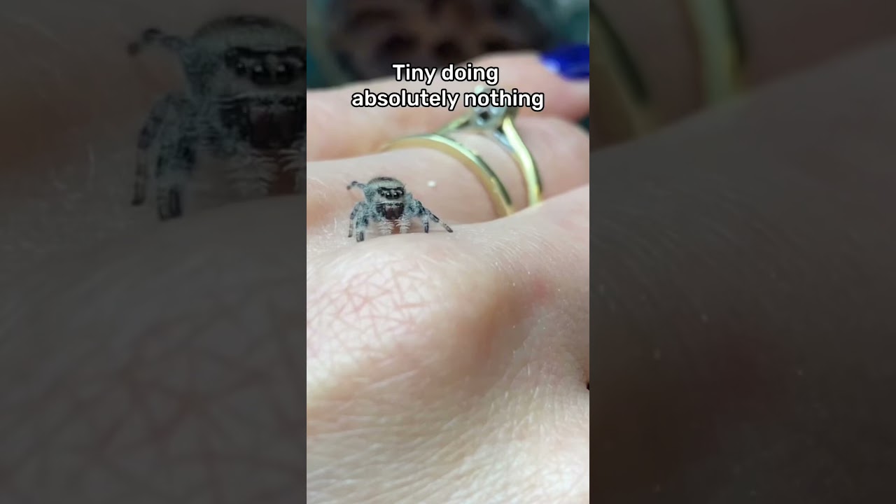 Jumping spider #naturalwonders #spider #shorts