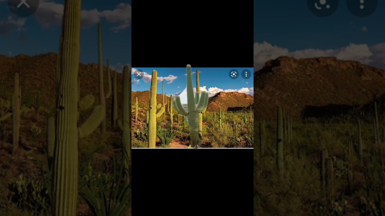 Coyote cactus costume irl
