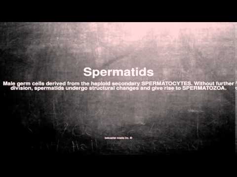 Medical vocabulary: What does Spermatids mean