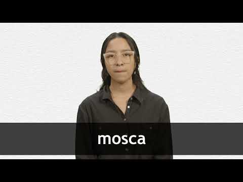 English Translation of “MOSCA” | Collins Spanish-English Dictionary