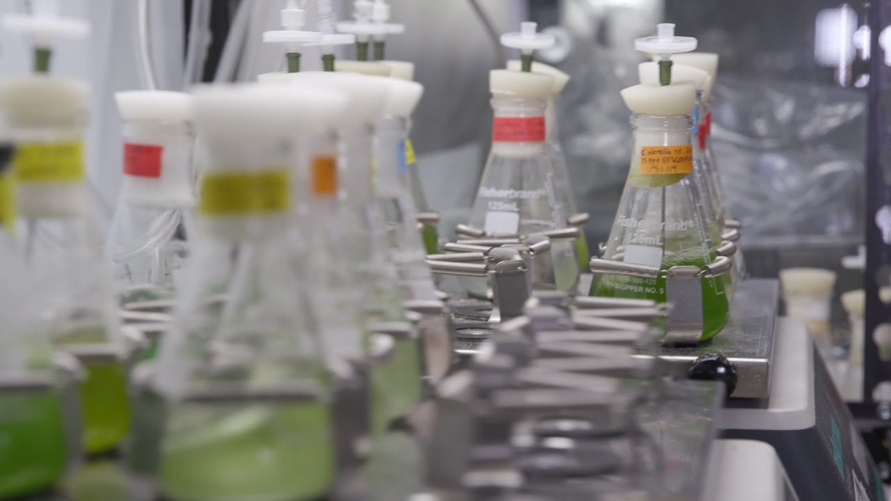 Biomanufacturing Algae for Fuel