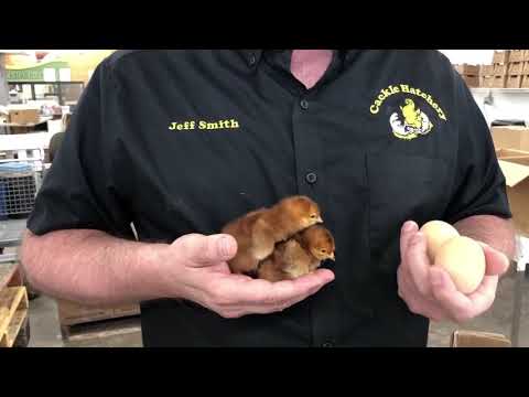Exhibition Rhode Island Red | Cackle Hatchery