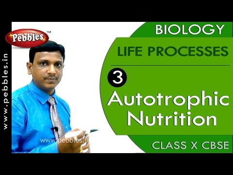 Autotrophic Nutrition- Life Processes - Biology - CBSE Class 10 Science ...