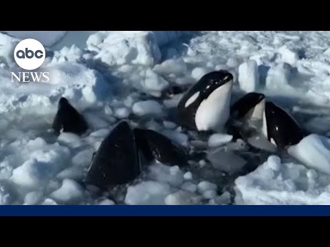 Pod of orcas trapped in ice off the coast of Japan