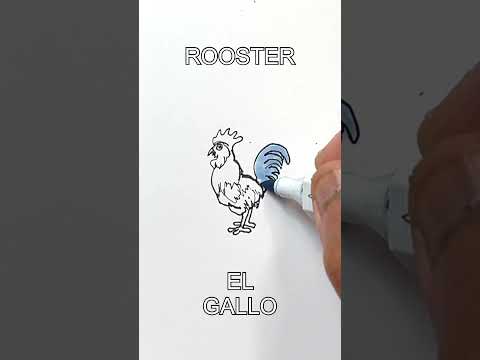 ROOSTER . GALLO Learn Spanish! ¡Aprenda Inglés! #drawing #foreignlanguage #spanish #ingles