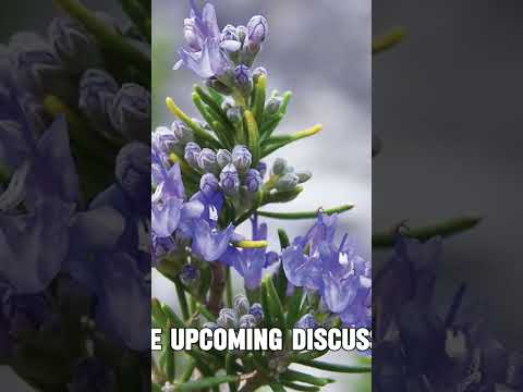 Rosemary Spiritual and Medicinal Meaning