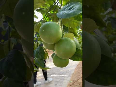 #samha #greenhouse #abudhabiattractions #trendingsong #shorts #travelideas #samhagreenhous #freeentr