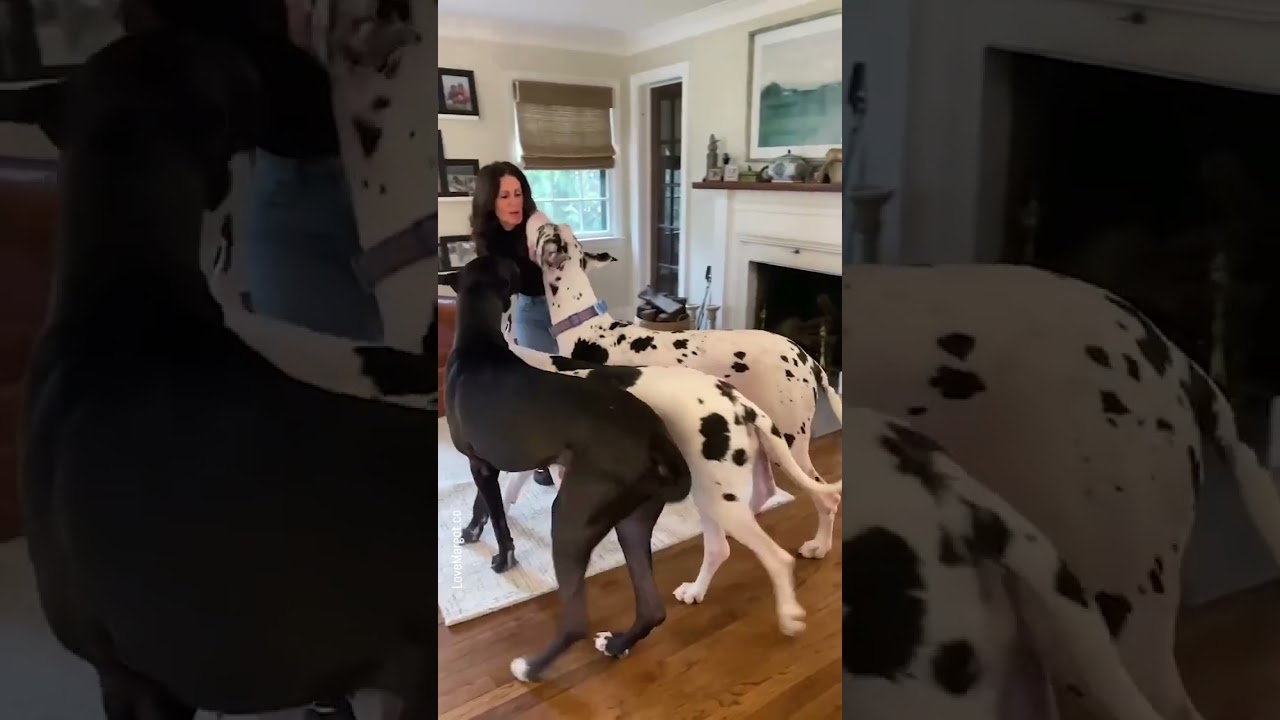 Three giant dogs. Small person. Totally mad 😂