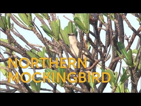 Northern Mockingbird