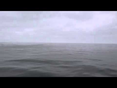 The 80-foot-long blue whale we saw in pelagic tour