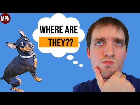 Where to Buy a Miniature Pinscher Puppy for Sale-4 Places You Have to Check!