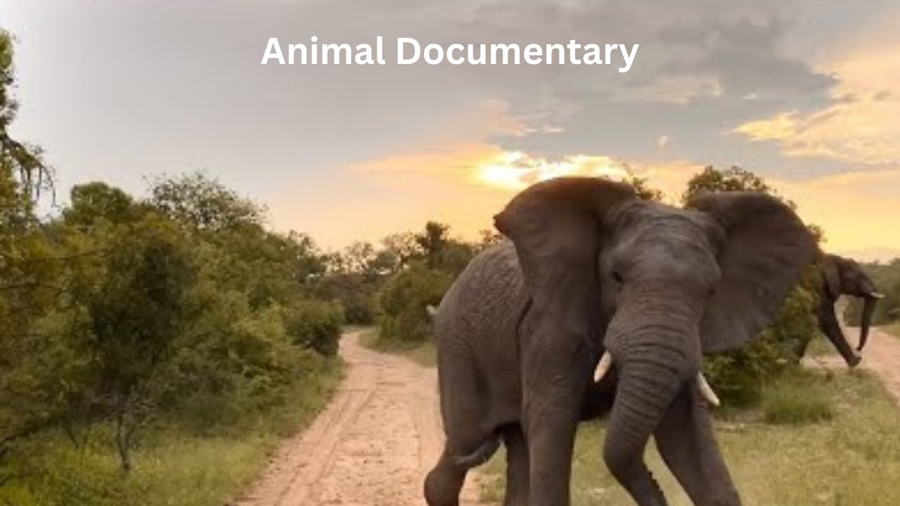 Wild Elephant Attack – Real Animal Documentary in 4K