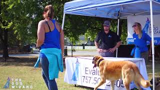 3 Best Dog Training in Atlanta, GA - Expert Recommendations