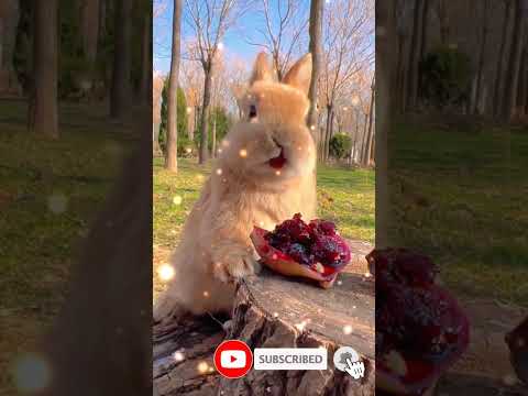 #cute #beautiful #animal #rabit #youtube#youtubeshorts
