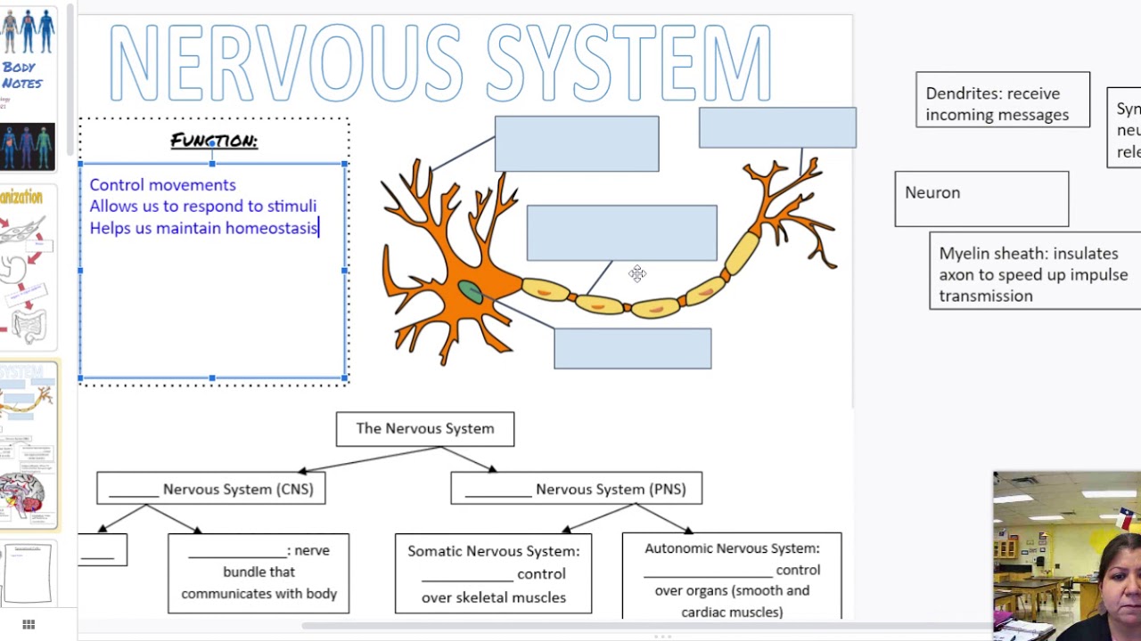 body systems notes - video notes - Google Slides