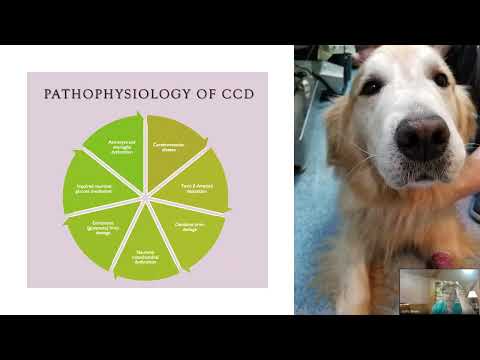 Dr. Curtis Dewey presents: Canine Cognitive Dysfunction: Can we improve the lives of affected dogs?