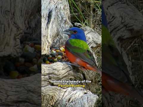 Painted Bunting - A Living Rainbow