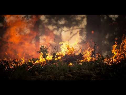 Breaking NEWS 10 dead in Tamil Nadu in forest fire..