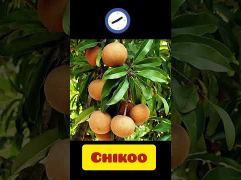 Chiku in English | Daily Vocabulary - Learn English | Fruits name