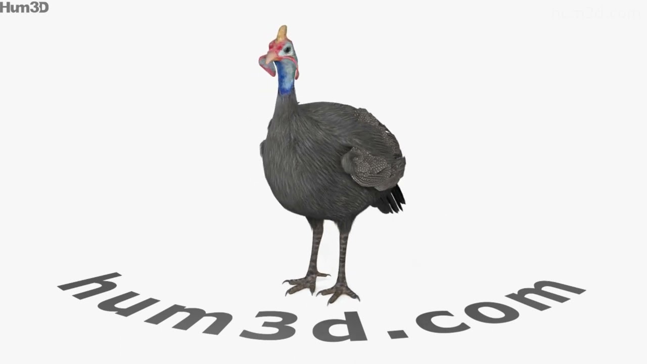 Guineafowl 3D model by 3DModels.org