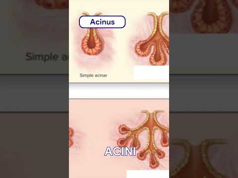 Root Word Of The Day | ACINUS