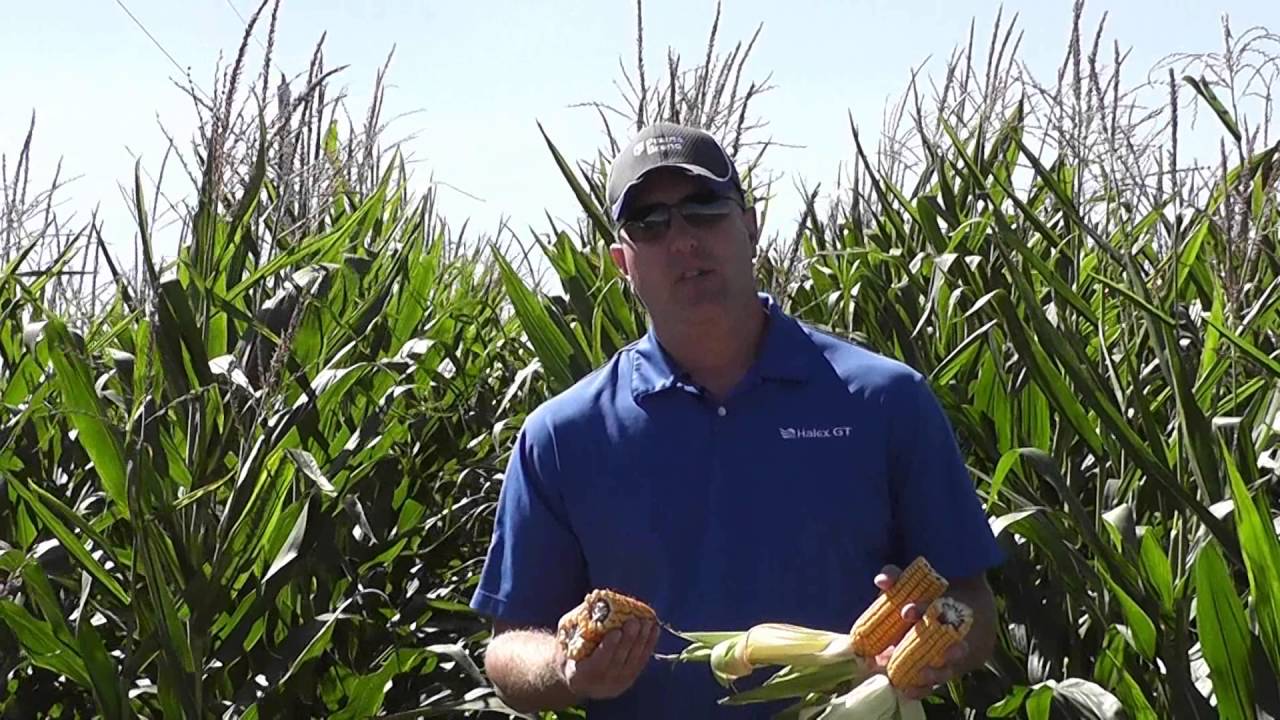 In Field Observations