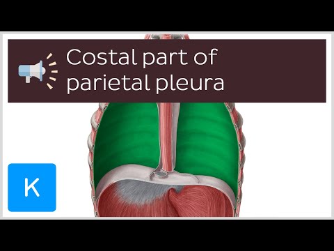 Costal part of parietal pleura | Anatomical Terms Pronunciation by Kenhub