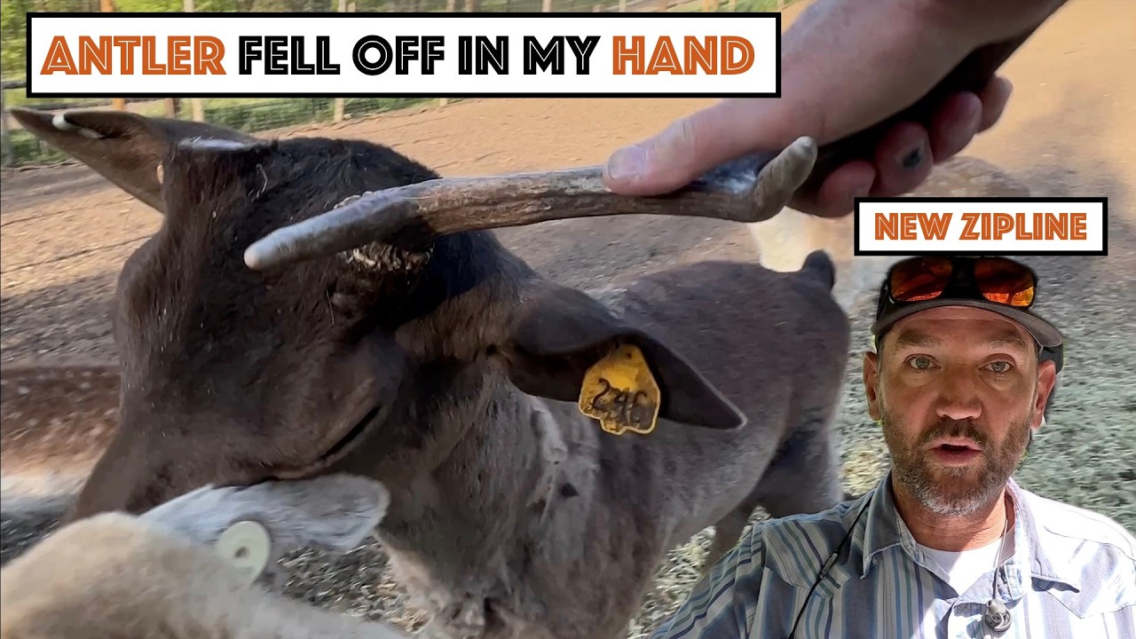 #871 - Deer Antler Fell Off In My Hand! New And Improved Zip Line! Deer Pen Clearing Nearly Done!