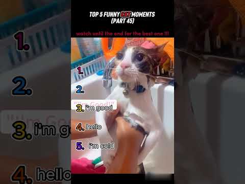 top 5 funny cat moments!!!πππ