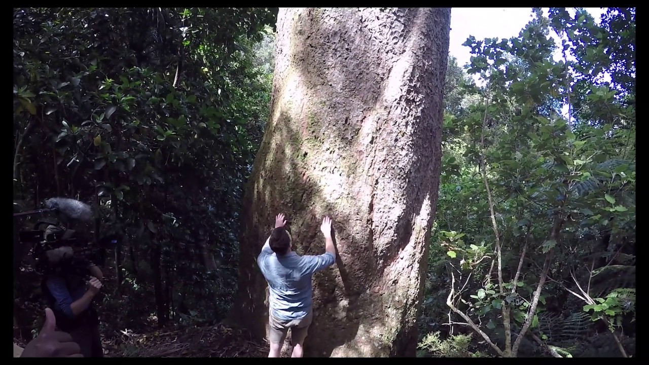 New Zealand Kauri (Agathis australis) identification