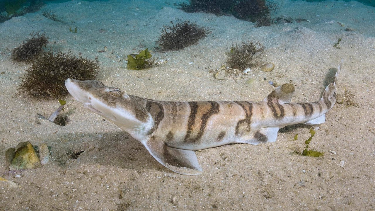 New shark and ray information and images