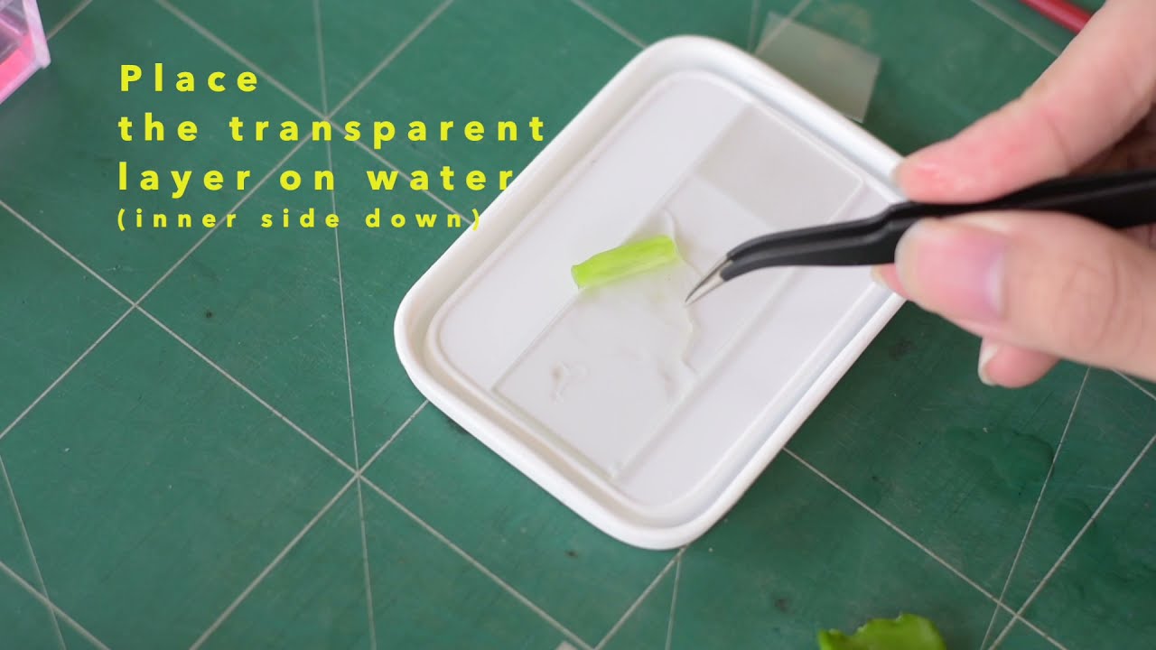 Free Hand Sectioning Plant Sample
