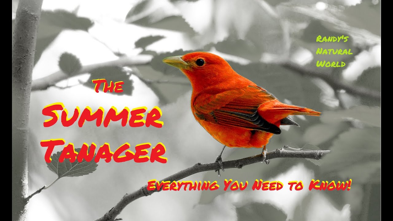 The Summer Tanager: Everything You Need to Know