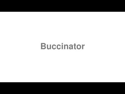 How to Pronounce "Buccinator"