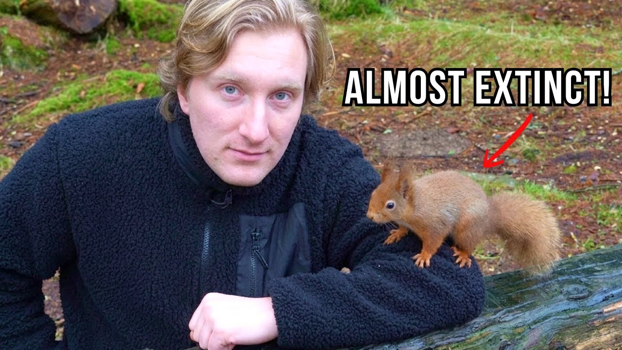 Britain’s Rare Red Squirrel’s Are Disappearing 