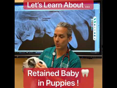 Retained Puppy Teeth ?