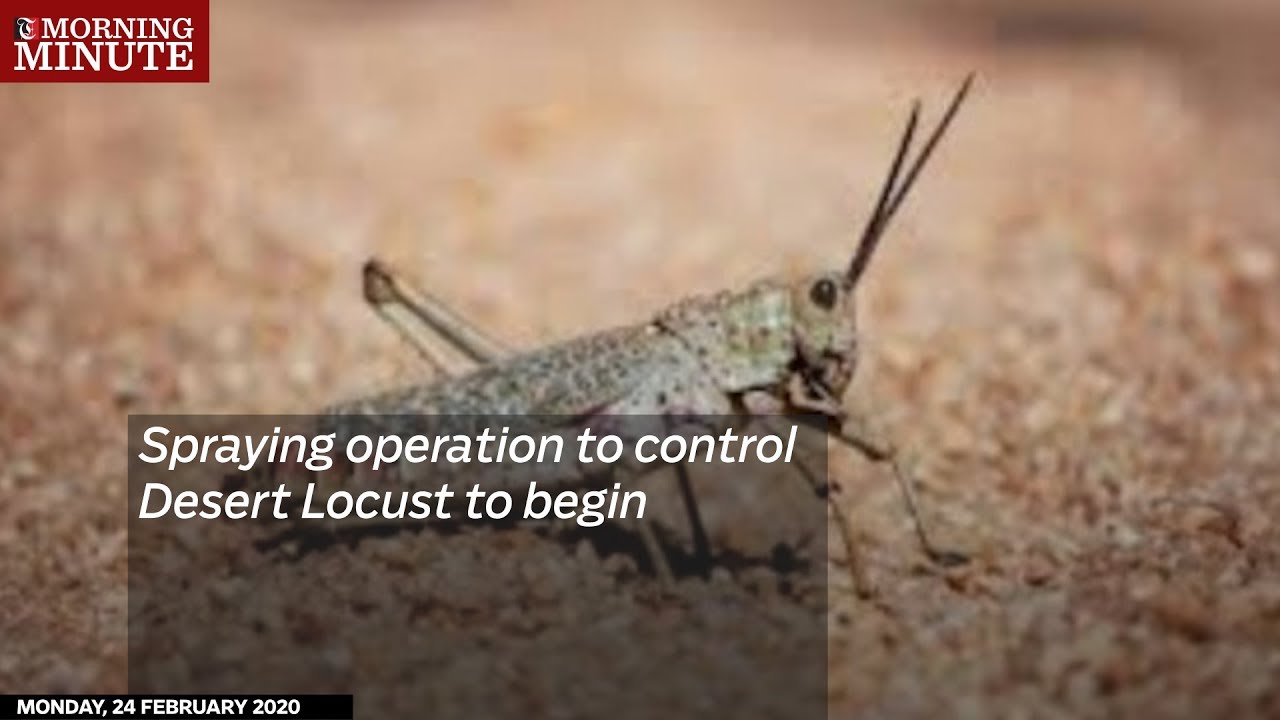 Spraying operation to control Desert Locust to begin - Times of Oman