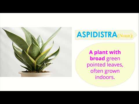 ASPIDISTRA | Dictionary| Thesaurus| Vocabulary| Synonyms|Word| Meaning| English| Language|