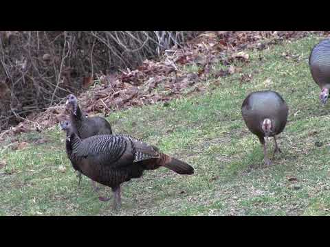 A Rafter of Turkeys