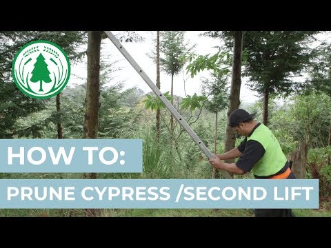 How To: Prune Cypress - Second Lift