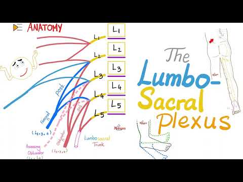 The Lumbosacral Plexus | Anatomy Series