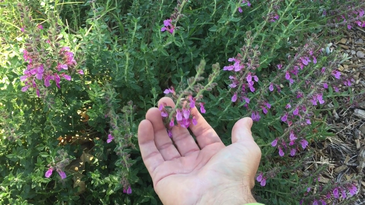 How to grow Germander