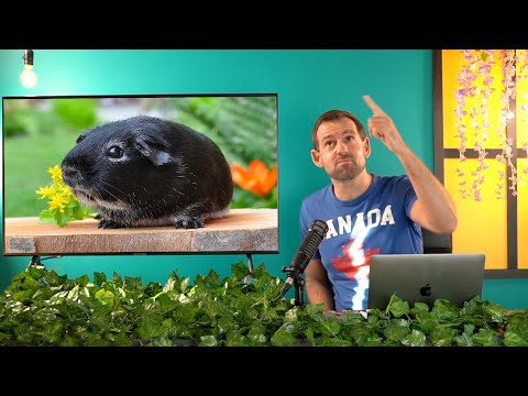 Guinea Pig meaning in English