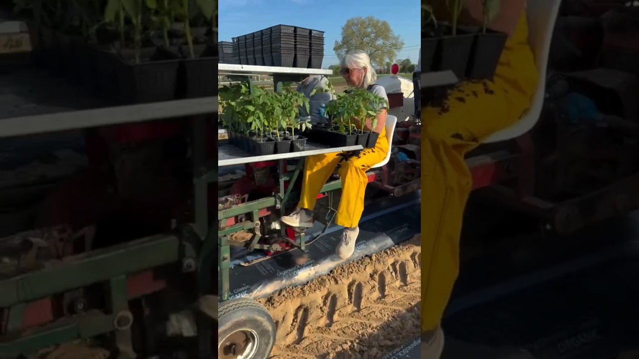 High-Speed Seedling Transplanting Machine | Smart Farming Technology in Action